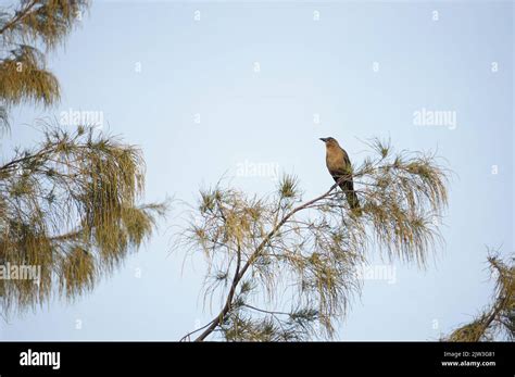 Wild Birds On Pine Trees Stock Photo Alamy