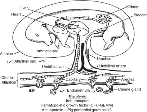 Positive Regulation Of Trophectodermal Cell Proliferation Semantic Scholar