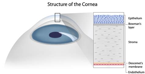 Cornea Anatomy Diagram Structure Of Cornea Clearvision Eye Clinic