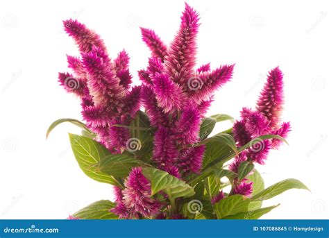 Cockscomb Celosia Spicata Plant Stock Image Image Of Vibrant Leaf