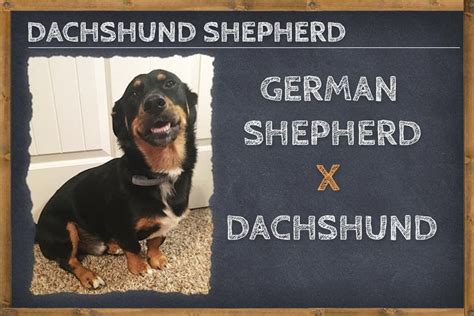 German Shepherd Dachshund Mix Dachshund Shepherd Info Pictures