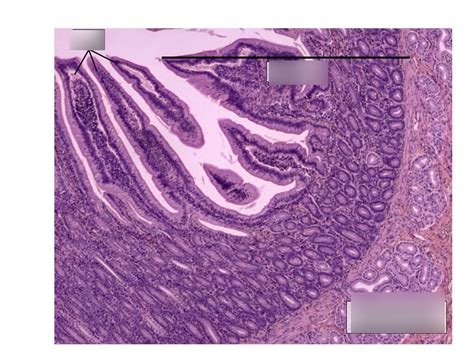 Histology Lab Exam 4 12 Diagram Quizlet