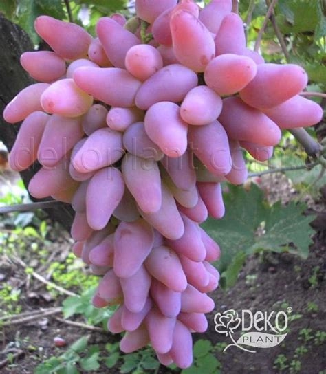 Виноград Оригінал - Виноград - Саджанці троянд, ягідних, фруктових та ...