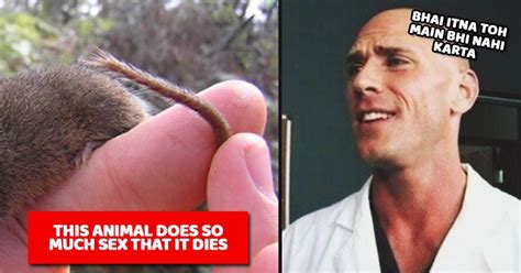Heres All About The Little Mammal Who Is So Hungry Of Sex That He Exhausts Himself To Death