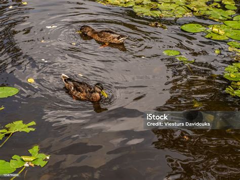 공원에서 연못에 오리 야생 오리는 호수에 반영됩니다 조류의 여러 색깔의 깃털 오리와 드레이크연못 오리는 물 표면에 먹이를 물 속에서 음식을 먹는 오리 0명에 대한 스톡 사진
