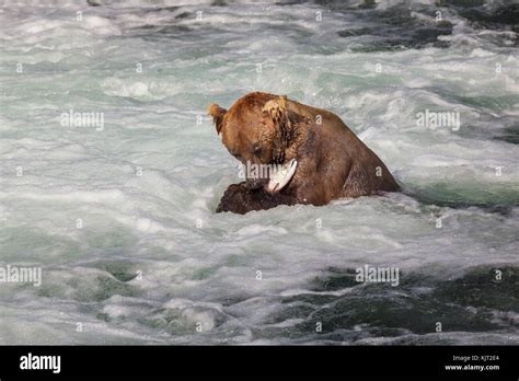 Brown Bear On Alaska Stock Photo Alamy