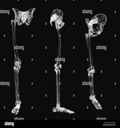 Detailed Model Leg Stock Vector Images Alamy