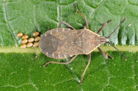Squash Bug Vs Stink Bug