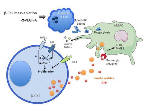 Pancreatic Islets Alpha And Beta Cells