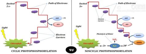 Cyclic Vs Noncyclic Phosphorylation Table Easybiologyclass