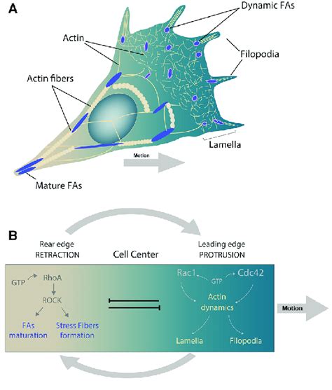 Cell Polarity And Directed Cell Motion Download Scientific Diagram