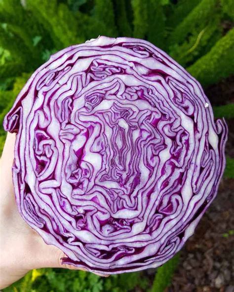 How To Grow Cabbage Seed To Harvest The Ultimate Guide ~ Homestead And