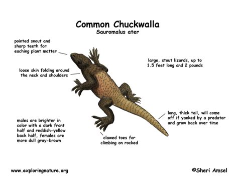 Chuckwalla Common Exploring Nature