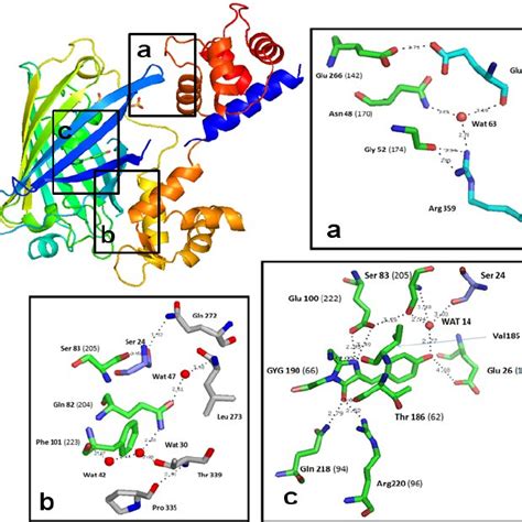 Ribbon Diagram And Key Residues Of The Chromophore Environment Of