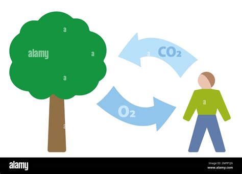 Carbon Dioxide Effect Of Trees At Sean Swick Blog
