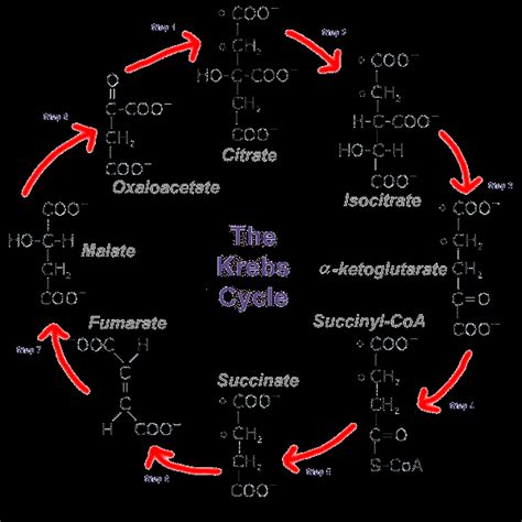 Solved The Citric Acid Cycle Krebs Cycle Is Outlined Chegg