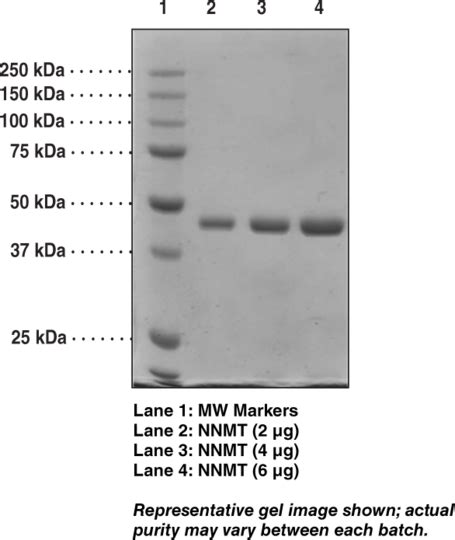 Nicotinamide N Methyltransferase Human Recombinant