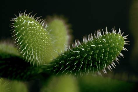 Cactus Suculentas Picos Foto Gratis En Pixabay Pixabay