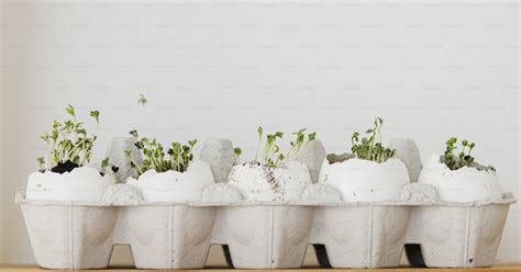 흰색 배경에 판지 상자에 달걀 껍질에 신선한 콩나물 Arugula 바질 물냉이 달걀 껍질에 마이크로 그린을 콩나물 재사용 플라스틱 무료 묘목 집에서 성장하는