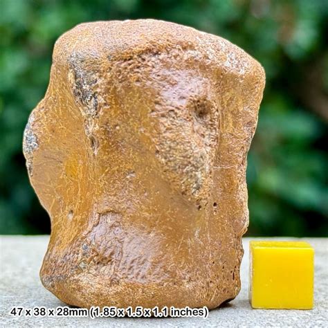 Genuine Sarcosuchus Dinosaur Age Fossil Vertebra Crocodyliform Elrhaz Formation Cretaceous Etsy