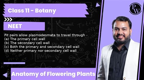 Pit Pairs Allow Plasmodesmata To Travel Through A The Primary Cell Wall B The Secondary C