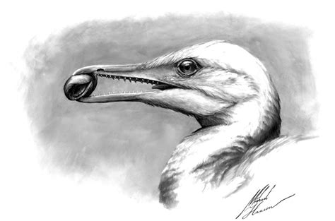 Scientists Discover The First Bird Beak—and It Has Dinosaur Teeth