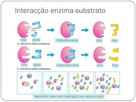 Estrutura Das Enzimas