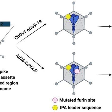 Schematic Illustration Of Chadox1 Ncov 19 And Ad26cov2s Constructs