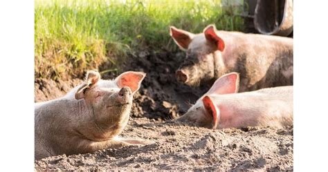 Фуражи за угояване на свине Български Фермер