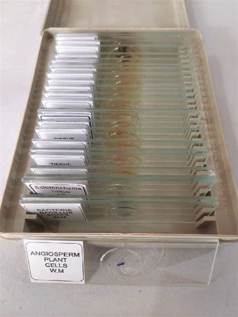 Botany Micro Prepared Slides For Laboratory Feature Crack Proof Botany Micro Prepared Slides For Laboratory Feature Crack Proof