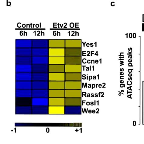 ChIPseq ATACseq And Bulk RNAseq Showed Significant Enrichment Of Cell Download Scientific