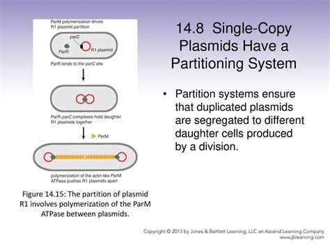 Chapter 14 Extrachromosomal Replication Ppt Download