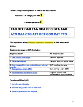 DNA Structure Function Homework Worksheet By Bio4U High Babe Biology