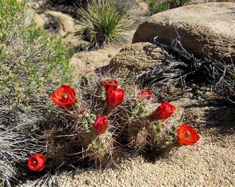 Plant Profile Claret Cup Cactus Echinocereus Mojavensis