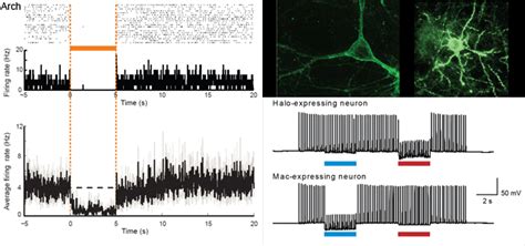 Toward The Second Generation Of Optogenetic Tools Synthetic Neurobiology Group