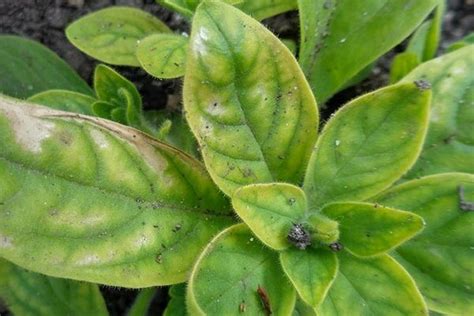 Chloróza petúnie: typy, príznaky, príčiny, metódy riešenia choroby