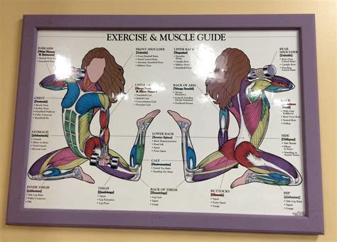 Gender And Anatomy Illustrations NSFW Sociological Images