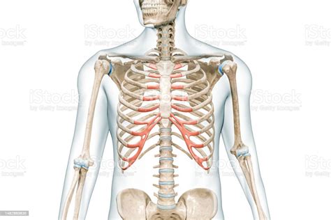 붉은 색의 늑연골과 신체 3d 렌더링 그림은 복사 공간이 있는 흰색으로 분리되어 있습니다 인간의 골격 해부학 의료 다이어그램