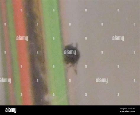 Neotropical Red Shouldered Stink Bug Thyanta Perditor Insecta Stock Neotropical Red Shouldered Stink Bug Thyanta Perditor Insecta Stock