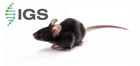 C57bl 6n小鼠 C57bl 6n Mice 维通利华 Charles River