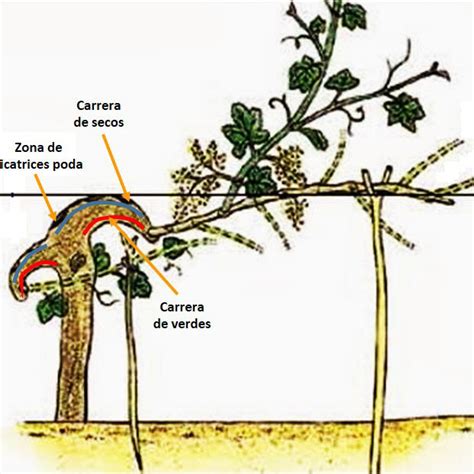 Sistema Guyot Poussard Diseñado Para Mediante La Poda Preservar