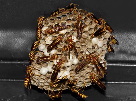 Stinging Insect Nests Identification Stinging Insects Info