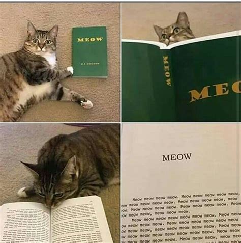 Meow Meow Ow Meow Neow Neow Neow Meow Neow Neow Meow Meow Meow Neow Meow Meow Meow Nmeow Meow