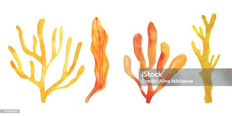 수채화 산호초 손으로 그린 바다 바다 천연 조류 폴립 산호 식물 해초 해양 생물 잔디 식물 잎 다시마에 대한 스톡 벡터 아트 및 기타 이미지 Istock