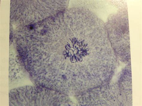 The Eukaryotic Cell Cycle Mitosis And Meiosis Flashcards Quizlet
