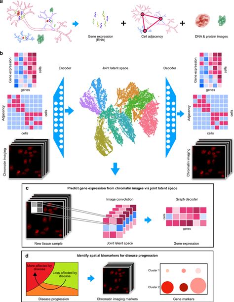 Staci Learns A Joint Representation Of Gene Expression Cell Adjacency