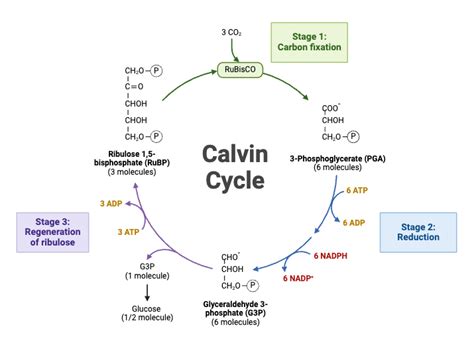 Calvin Cycle Definition Steps Products Functions Biology Notes