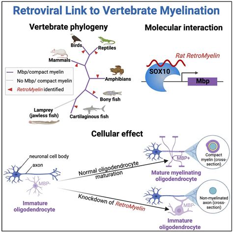 Without Myelination The Mammalian Nervous System And Collectively Community Biodiversity And