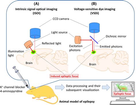 In Vivo Optical Imaging Of The Epileptic Activity A When Using