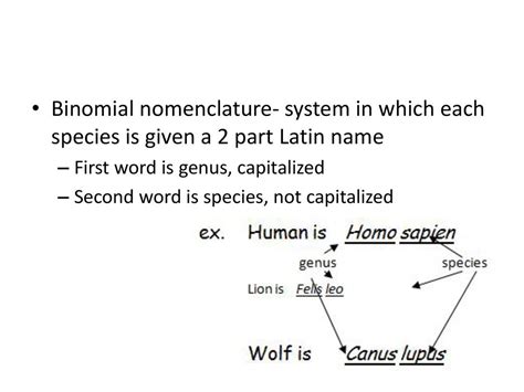 Classification Ppt Download